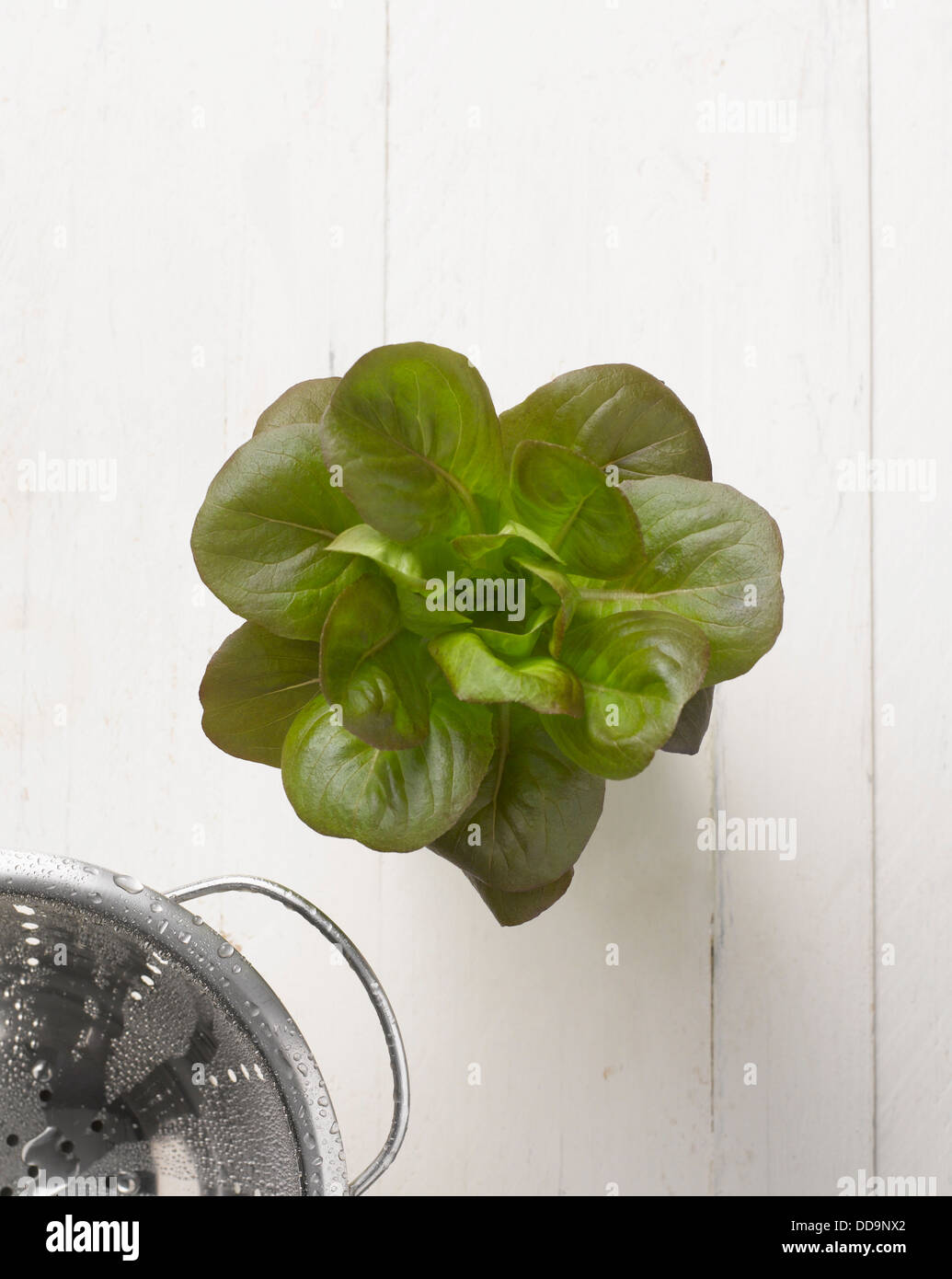 Red butterhead lettuce hi-res stock photography and images - Alamy