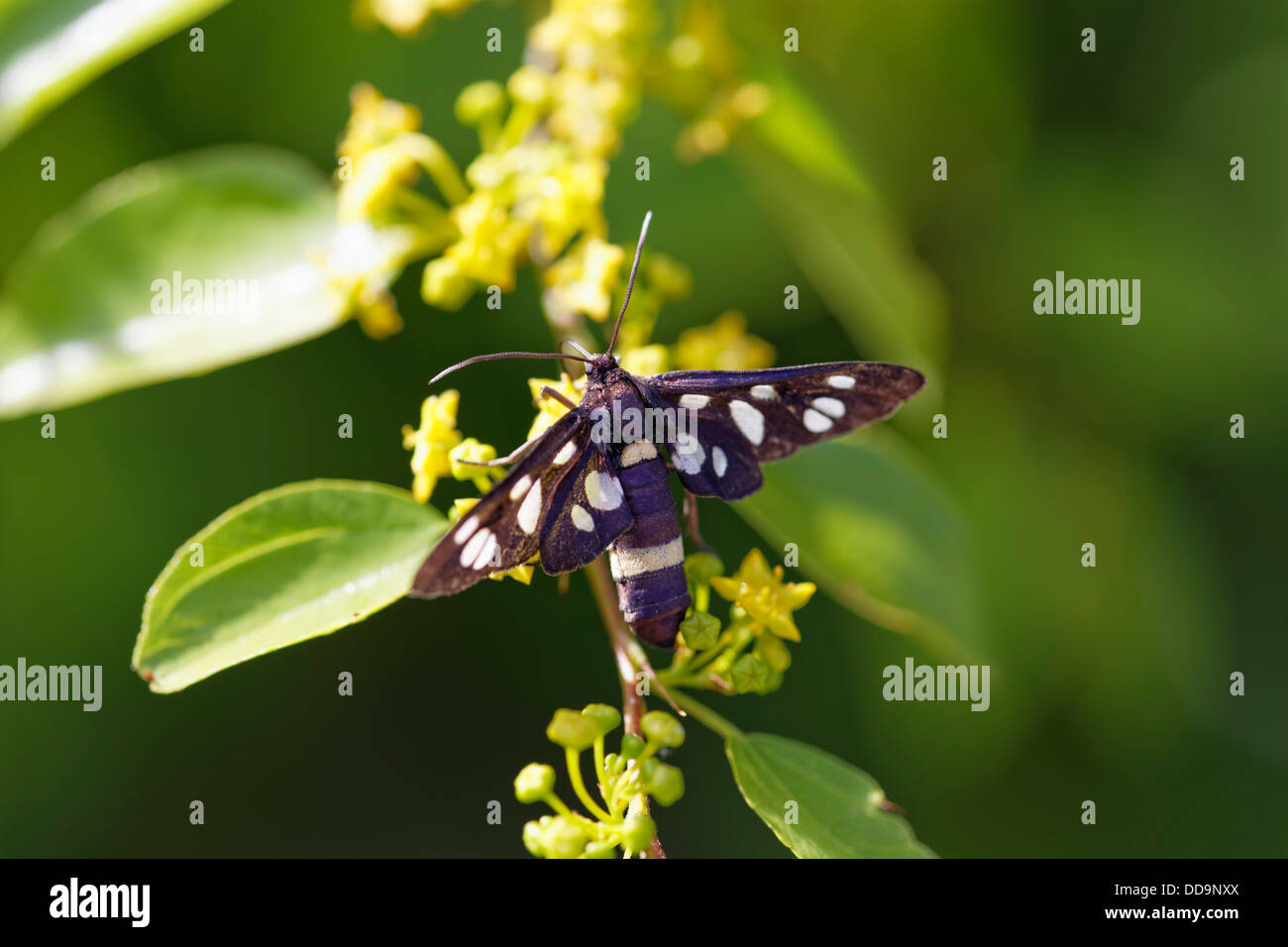 Nine spotted moth on flower hi-res stock photography and images - Alamy