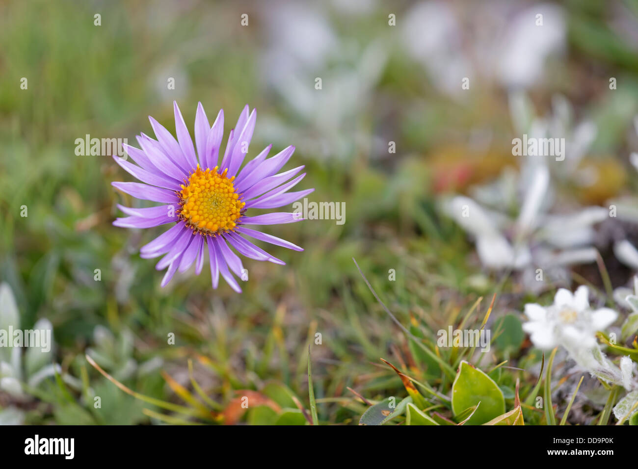 Austria, Alpine Aster flower, close up Stock Photo - Alamy