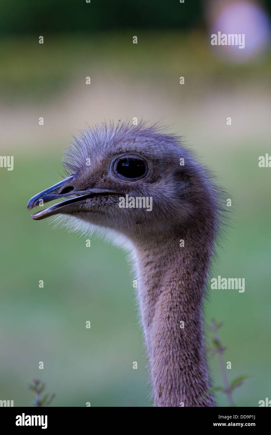 Ostrich in a field Stock Photo - Alamy
