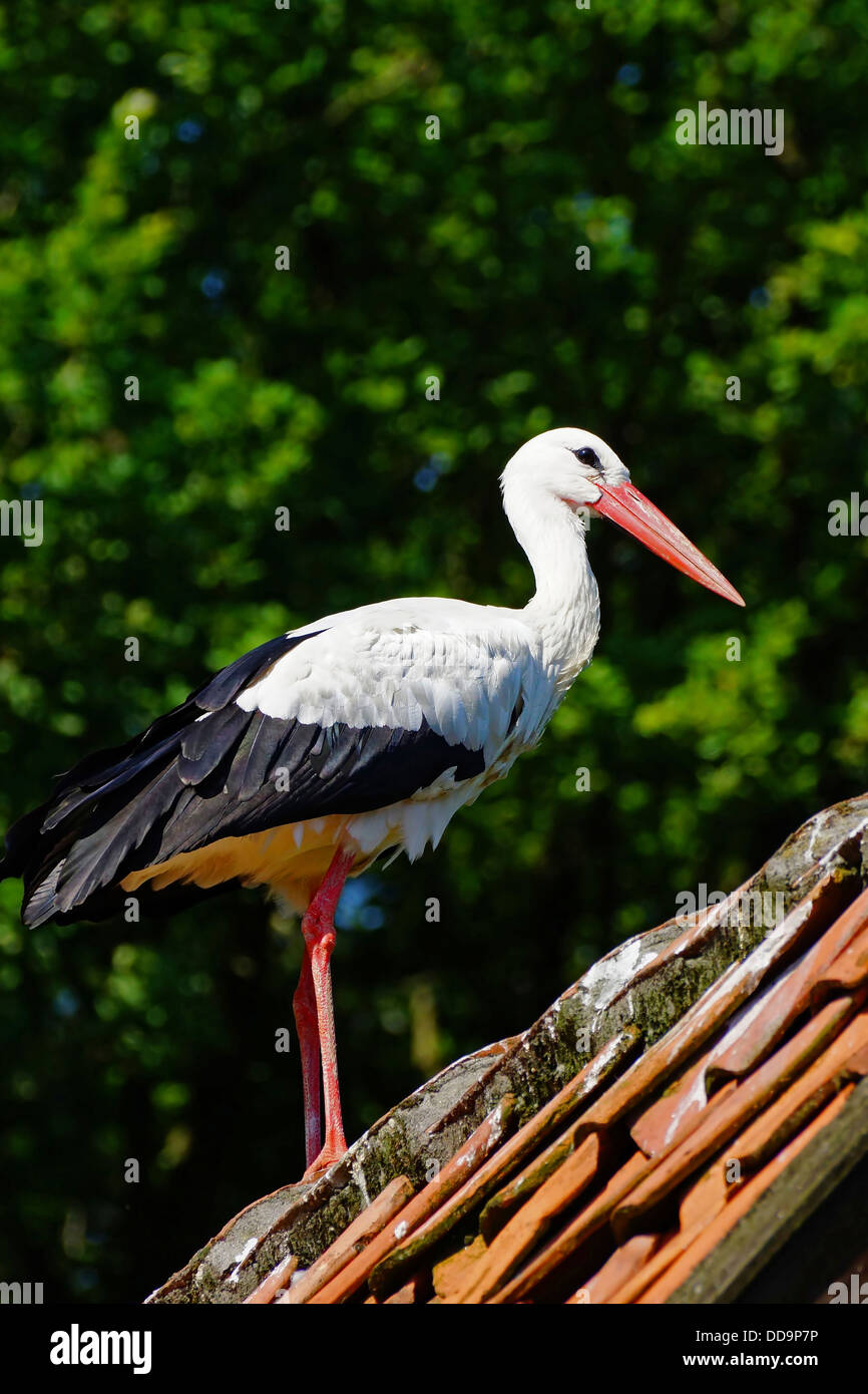 White stork perching on roof, close up Stock Photo - Alamy