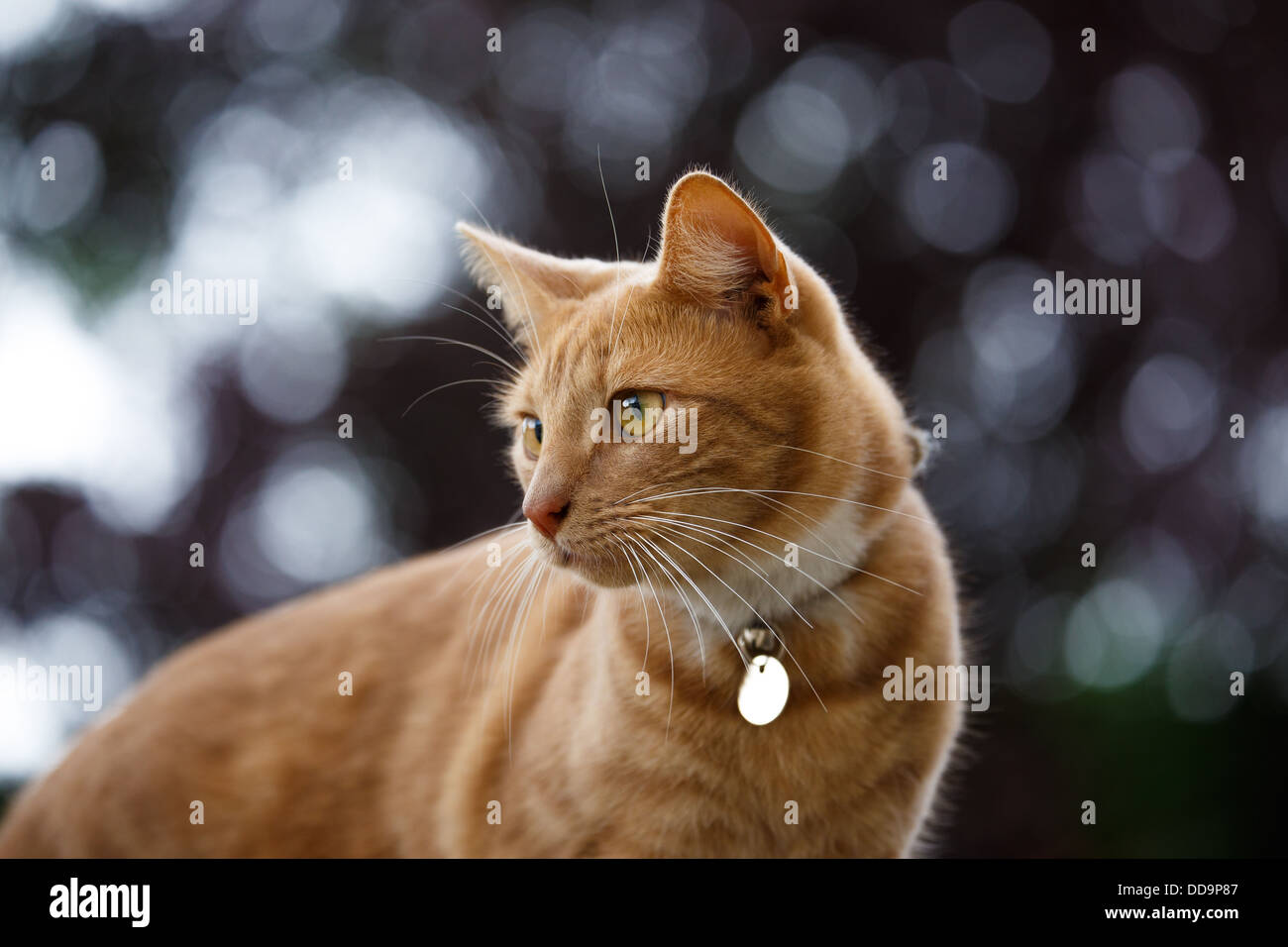 Ginger fur hi-res stock photography and images - Alamy