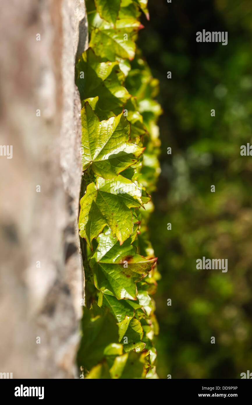 Vine view hi-res stock photography and images - Alamy