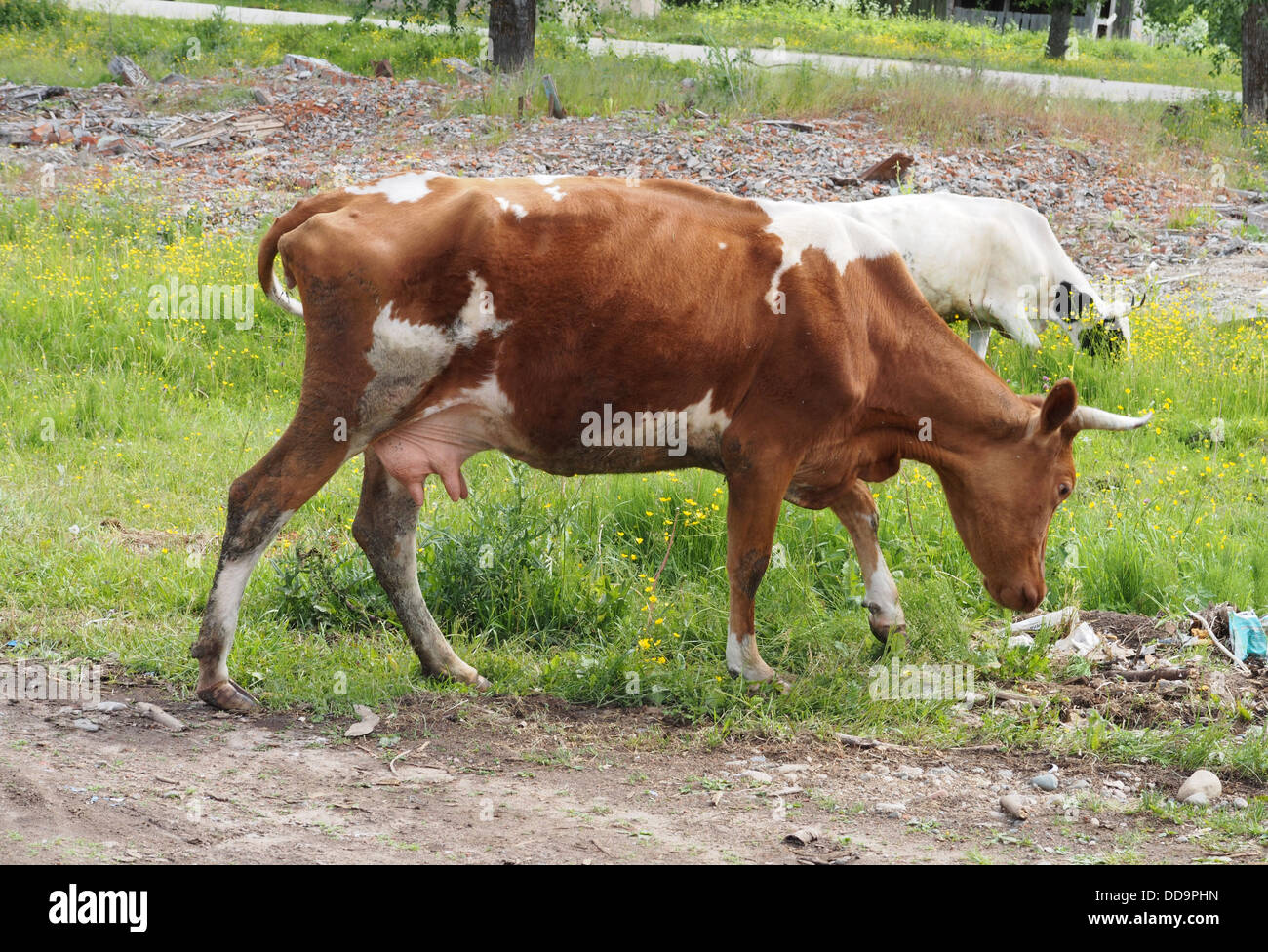 cow in the village Stock Photo - Alamy