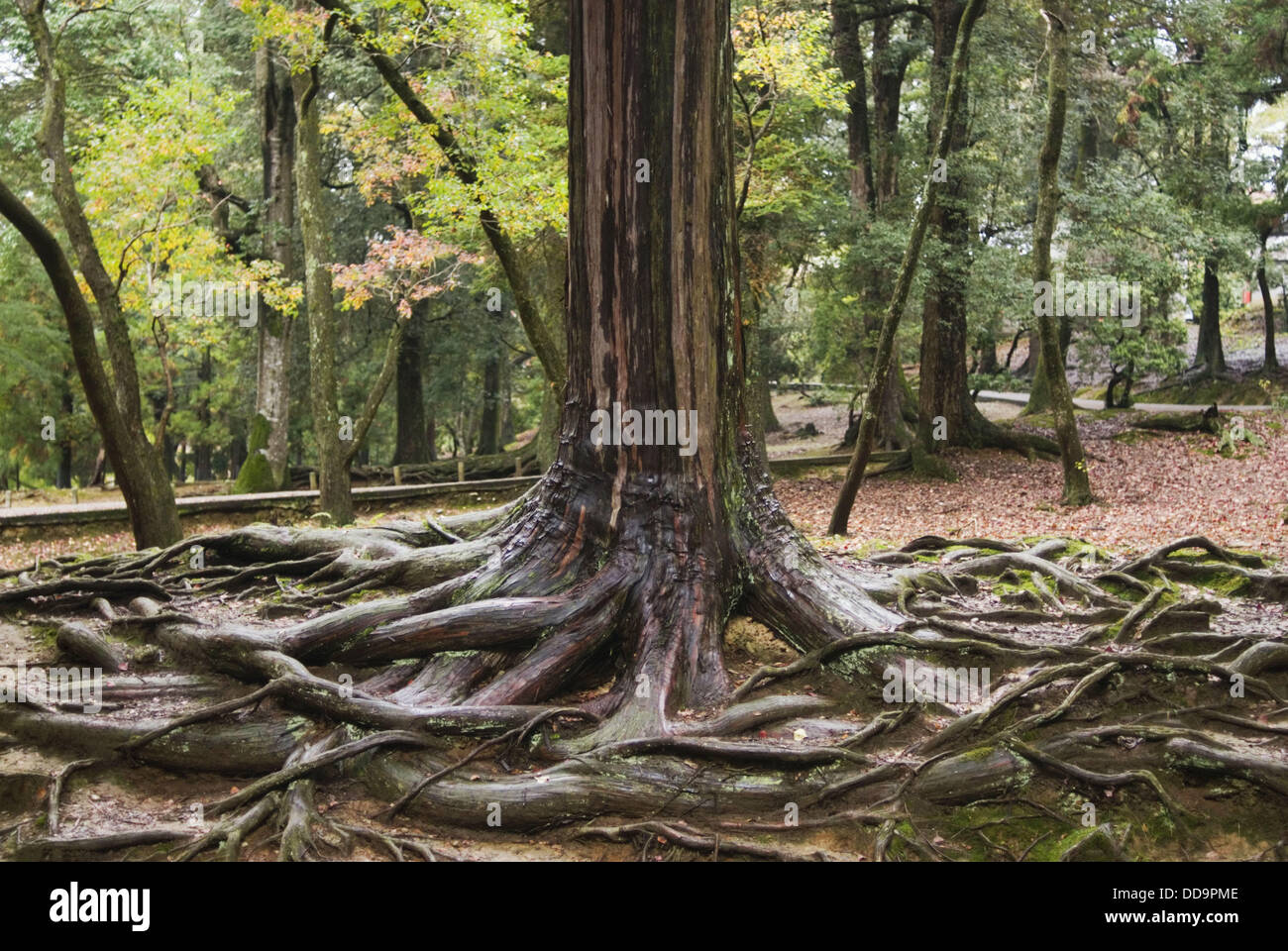 Root Pit High Resolution Stock Photography and Images - Alamy