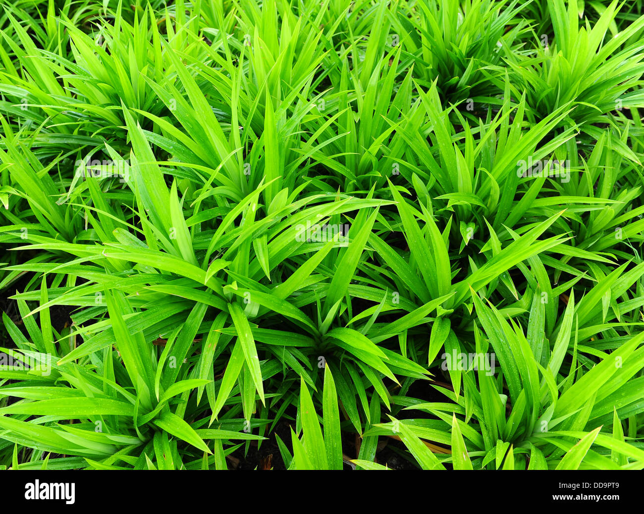 Pandanus leaf hi-res stock photography and images - Alamy