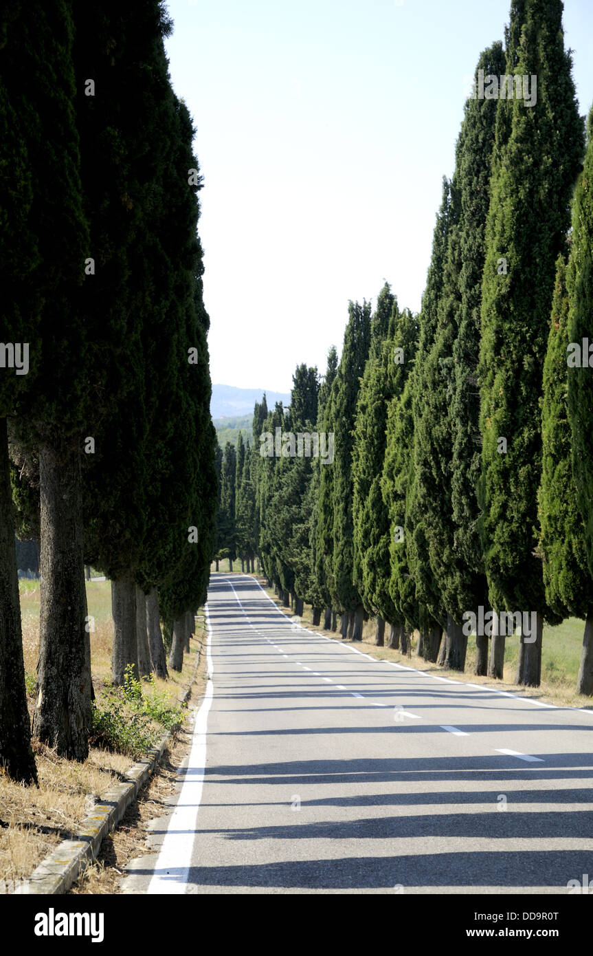 Road and cypress trees in Tuscany Italy Stock Photo - Alamy