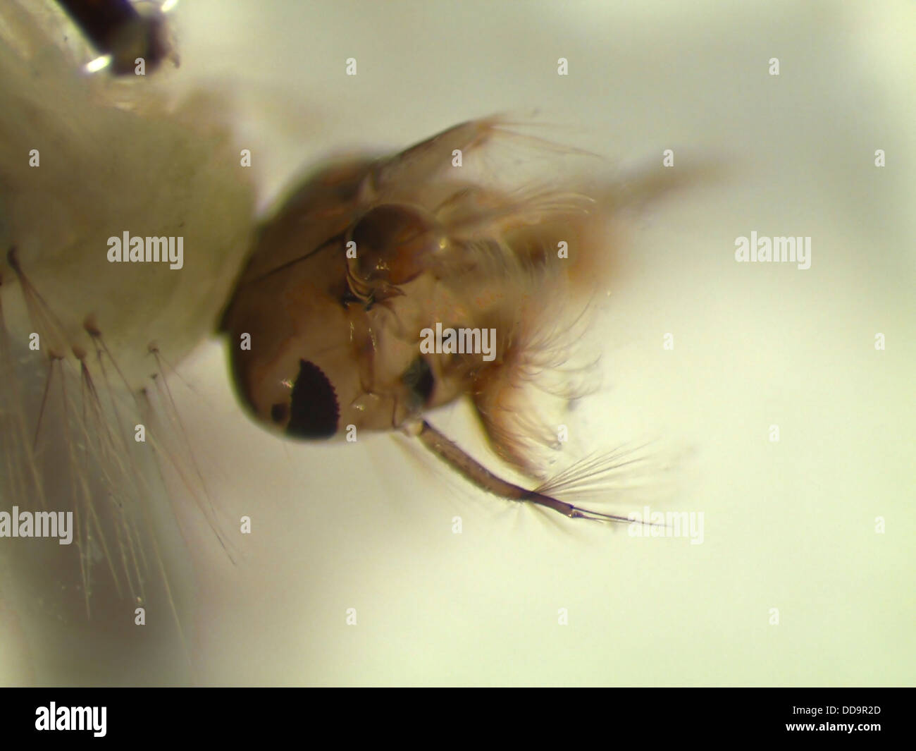 Mosquito larva under a microscope Stock Photo - Alamy