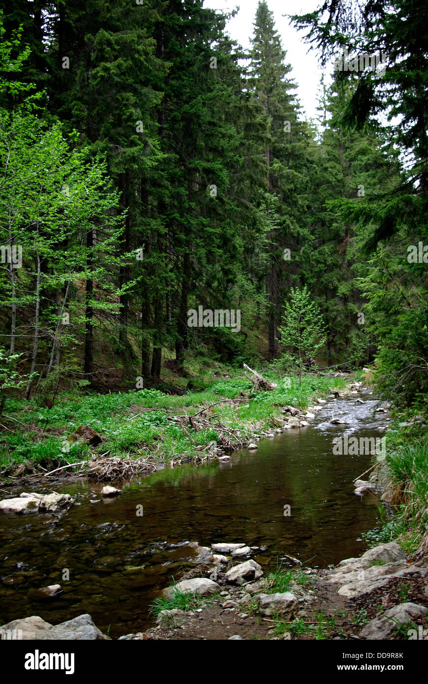 River running through pine forest hi-res stock photography and images ...