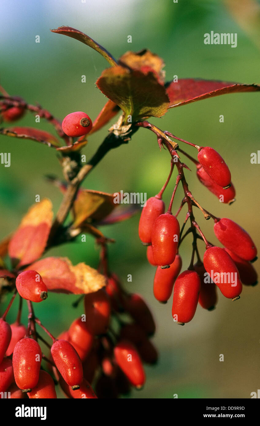 Barberry fruit hi-res stock photography and images - Alamy