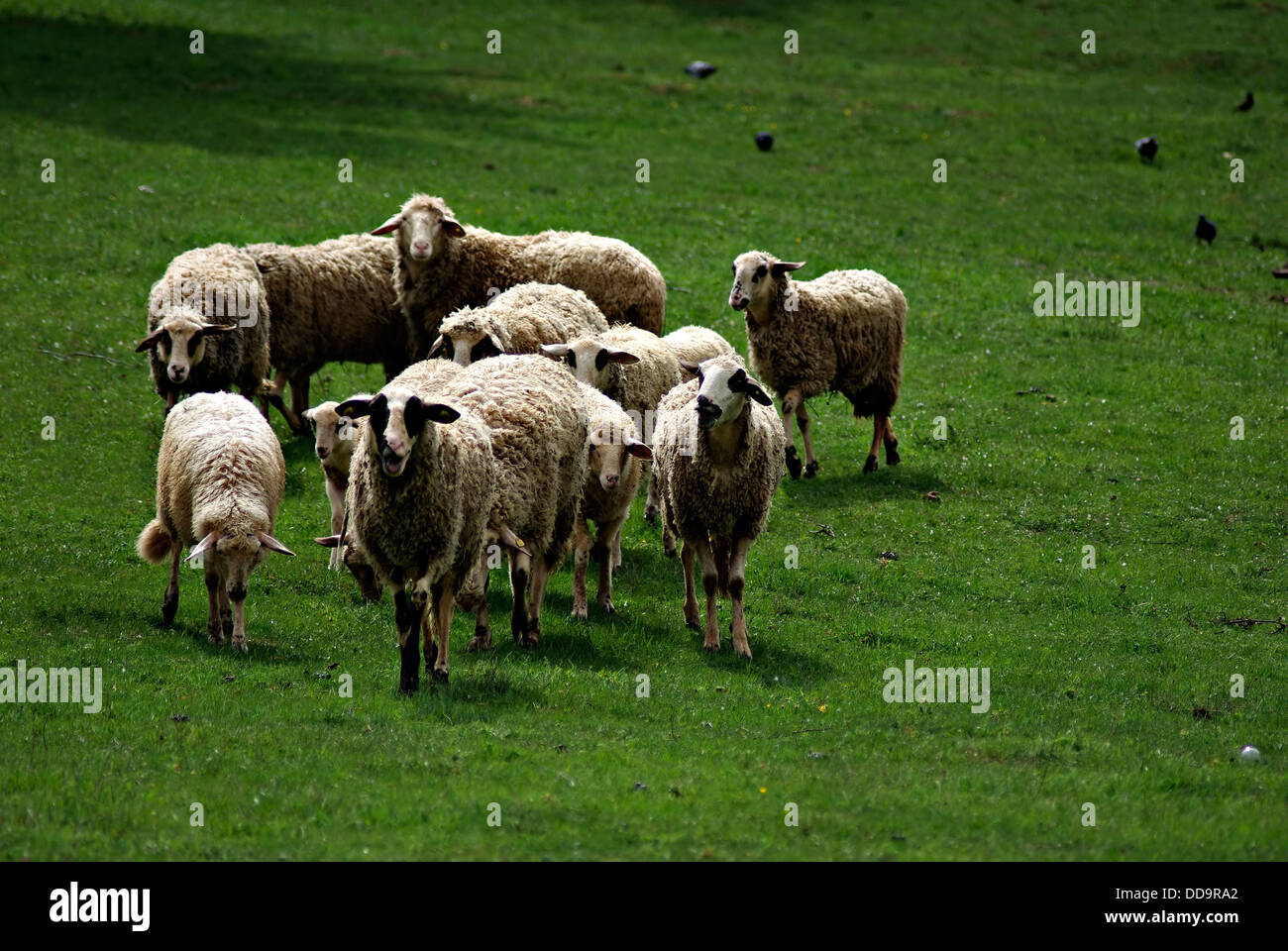 Green grassy meadow hi-res stock photography and images - Alamy