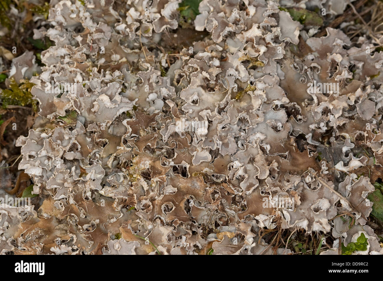Lichen Field High Resolution Stock Photography and Images - Alamy