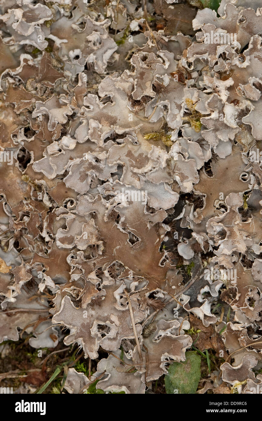 Field dog-lichen, Bereifte Schildflechte, Peltigera rufescens, Peltidea ...