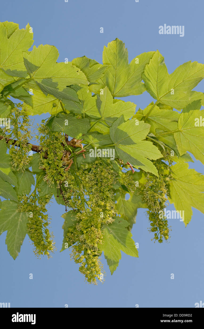 Sycamore Erable Sycomore Maple Blossom Blossoms Bergahorn Berg