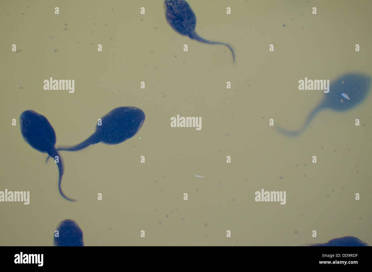Germany, Group of young tadpoles, close up Stock Photo - Alamy