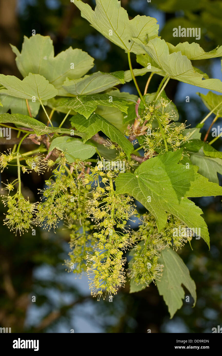 Sycamore, Erable sycomore, maple, blossom, blossoms, Bergahorn, Berg ...