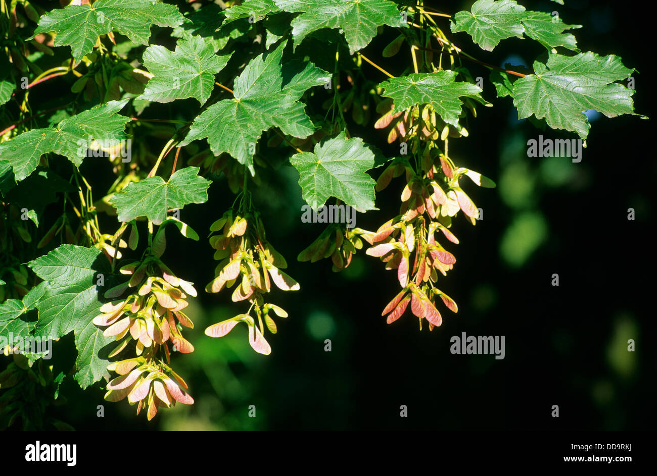 Sycamore, Erable sycomore, maple, fruit, Bergahorn, Berg-Ahorn, Ahorn ...
