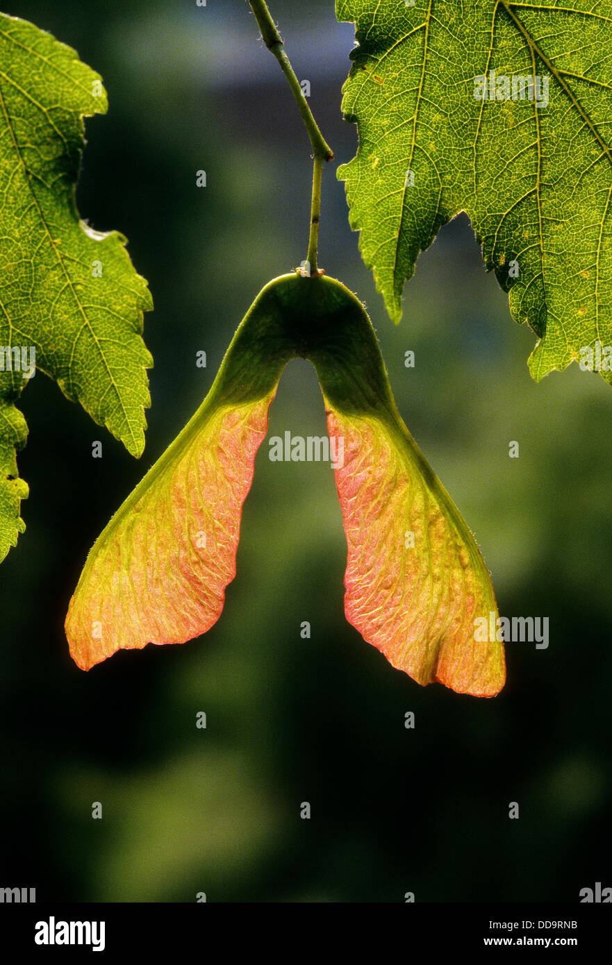 Sycamore, Erable sycomore, maple, fruit, Bergahorn, Berg-Ahorn, Ahorn ...