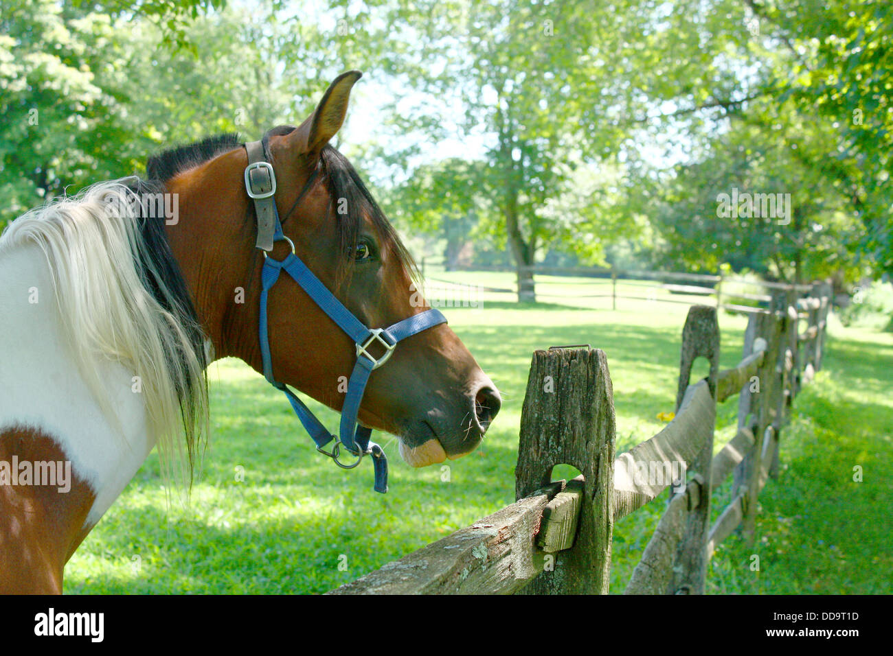 Horse Head & Fence Stock Photo - Alamy