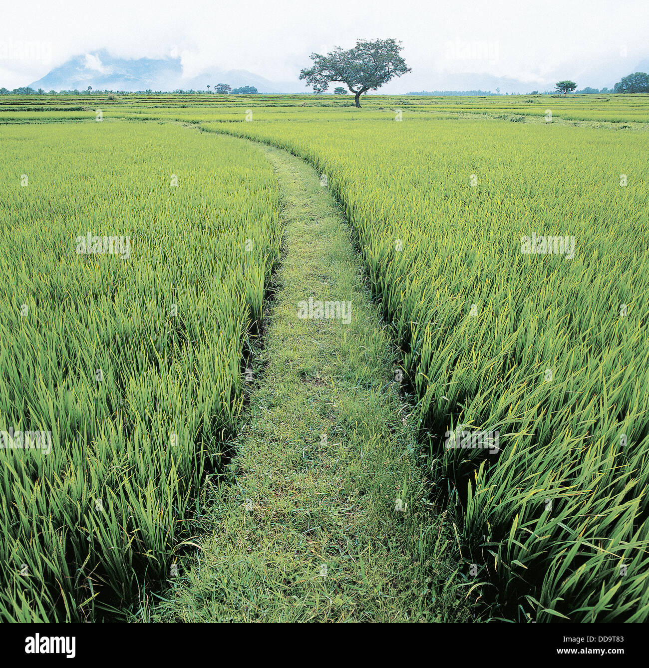 Tamilnadu paddy field hi-res stock photography and images - Alamy