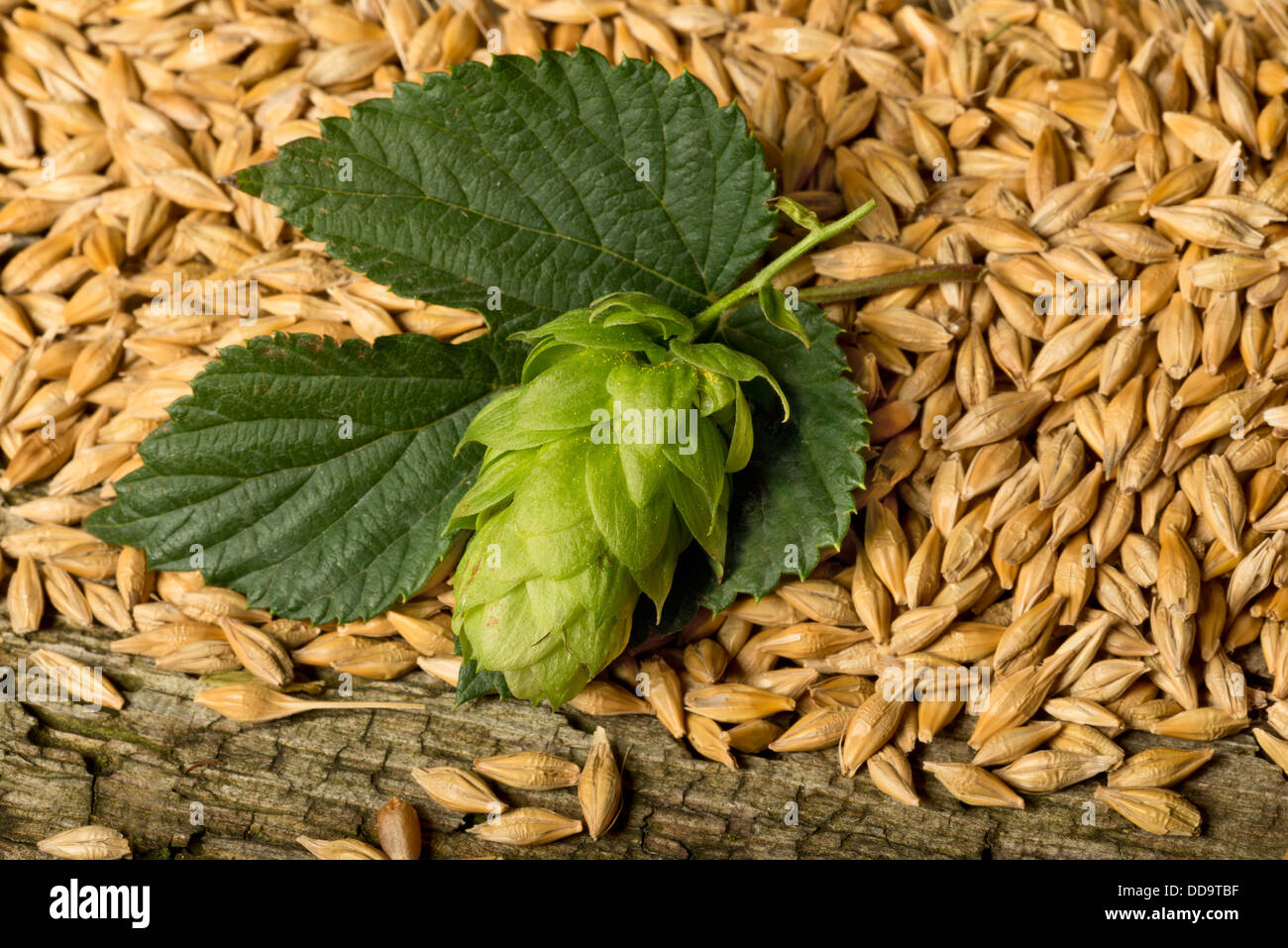 hops and barley Stock Photo - Alamy