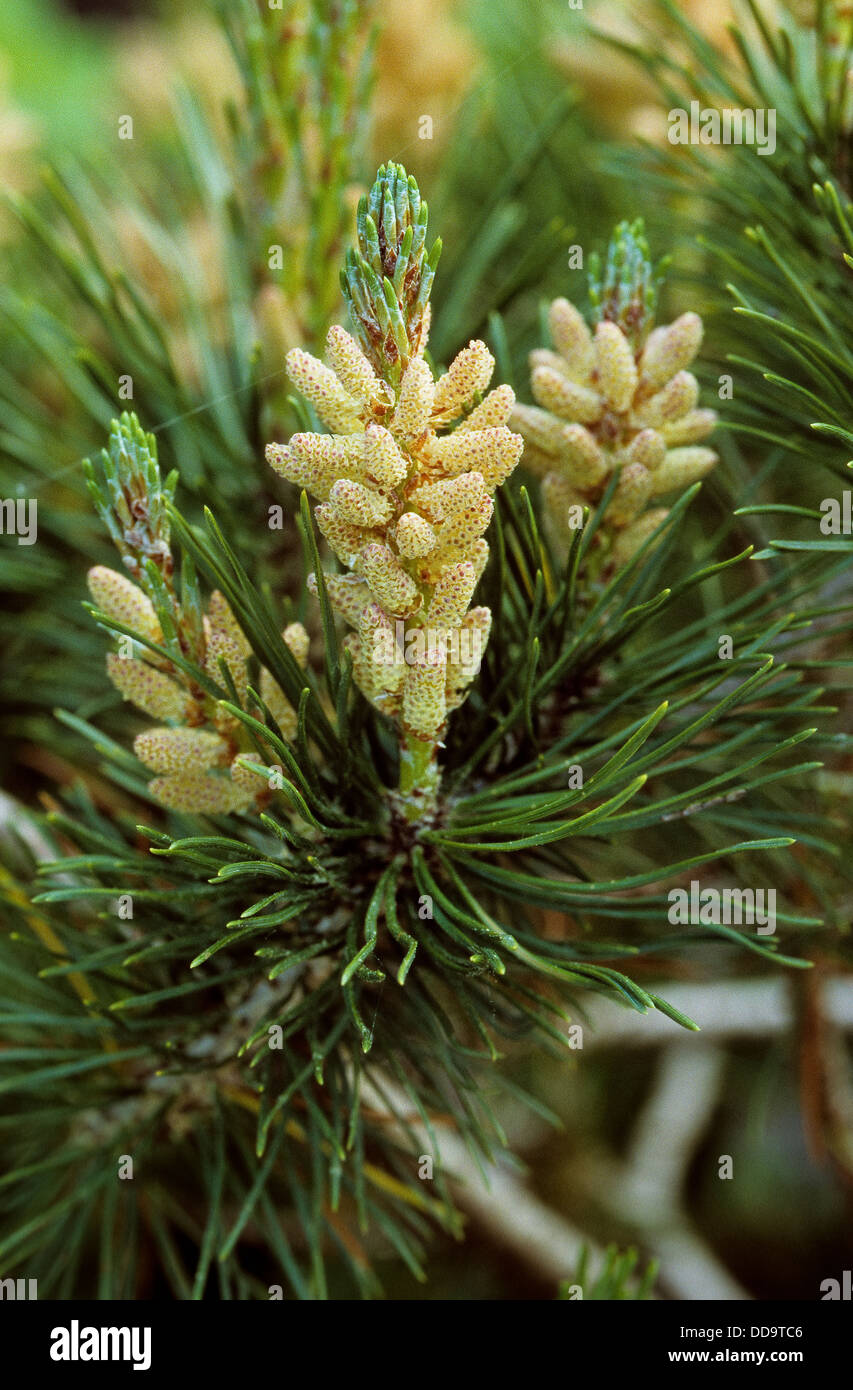 mountain pine, dwarf mountain pine, scrub mountain pine, Bergkiefer ...