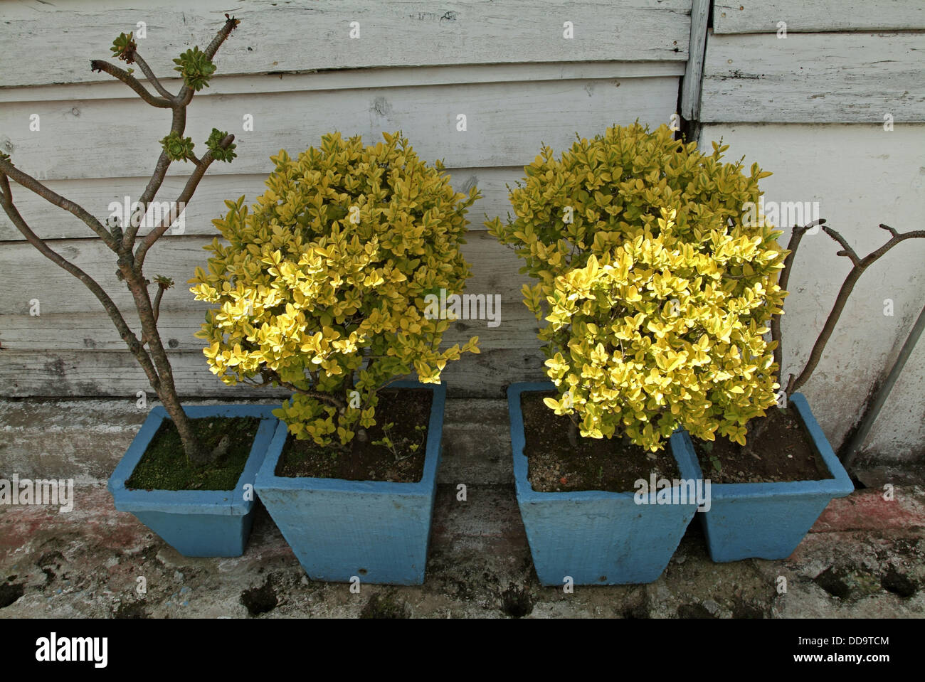 Plants in blue pot. India Stock Photo - Alamy