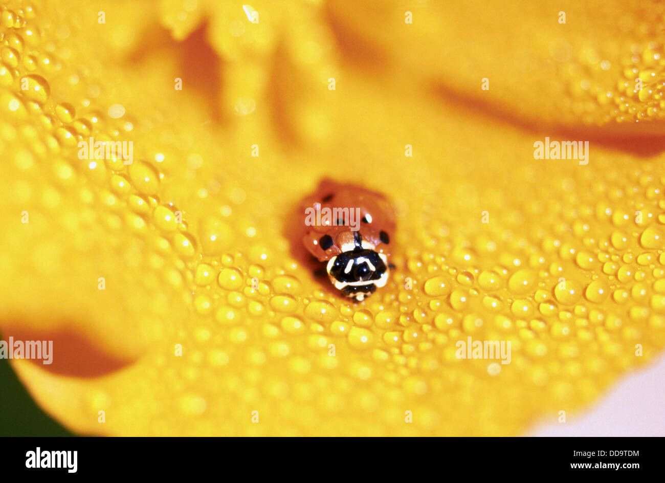 Ladybird with water droplet hi-res stock photography and images - Alamy
