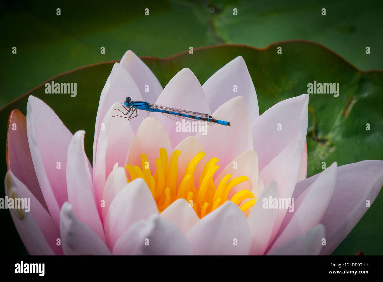 Damsel fly on a lily flower Stock Photo - Alamy