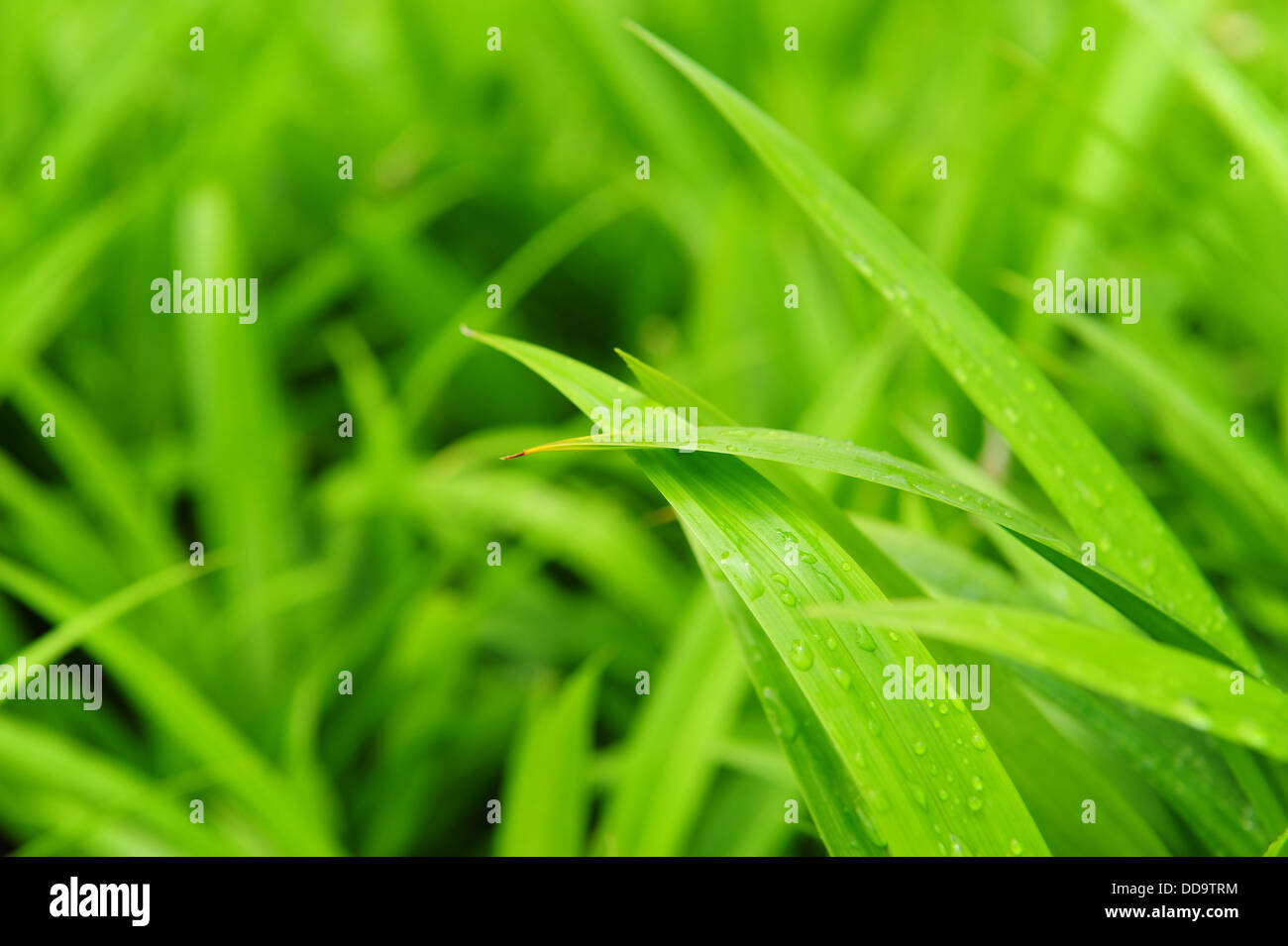 Pandanus hi-res stock photography and images - Alamy