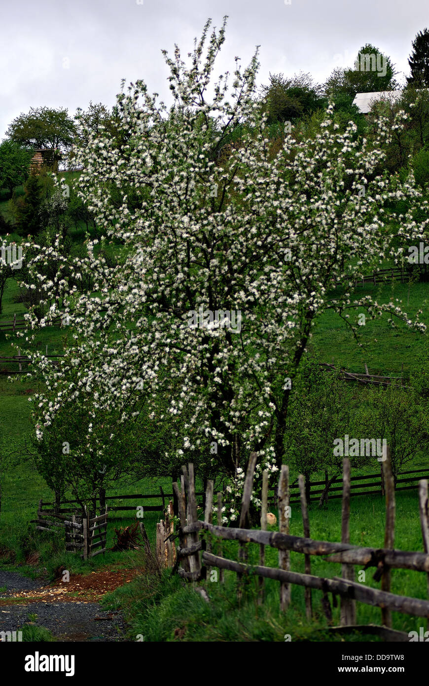 Apple tree by the road hi-res stock photography and images - Alamy