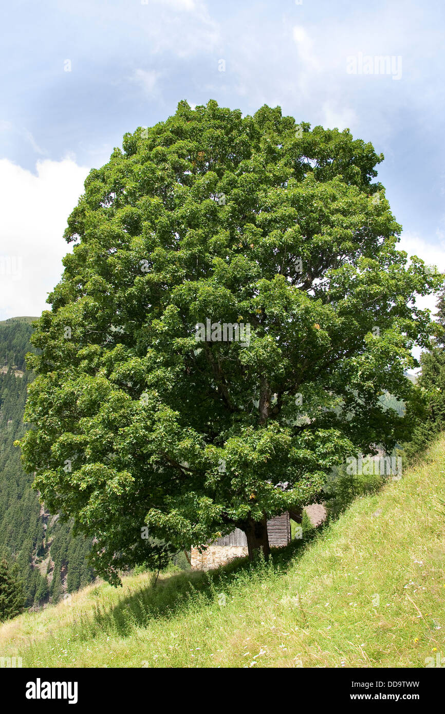 Sycamore, Erable sycomore, maple, Bergahorn, Berg-Ahorn, Ahorn, Acer ...