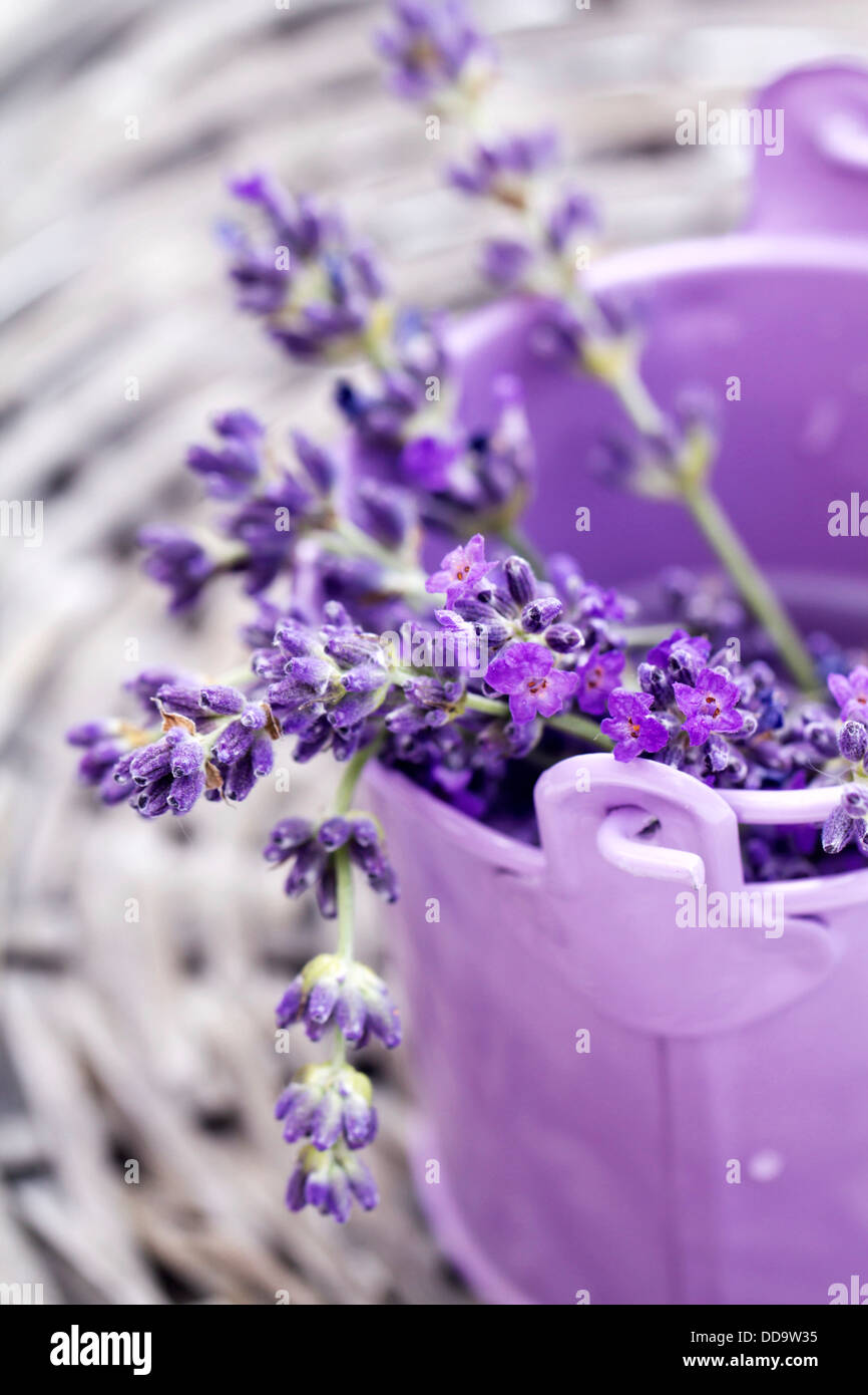 Lavender flower in bucket, close up Stock Photo - Alamy