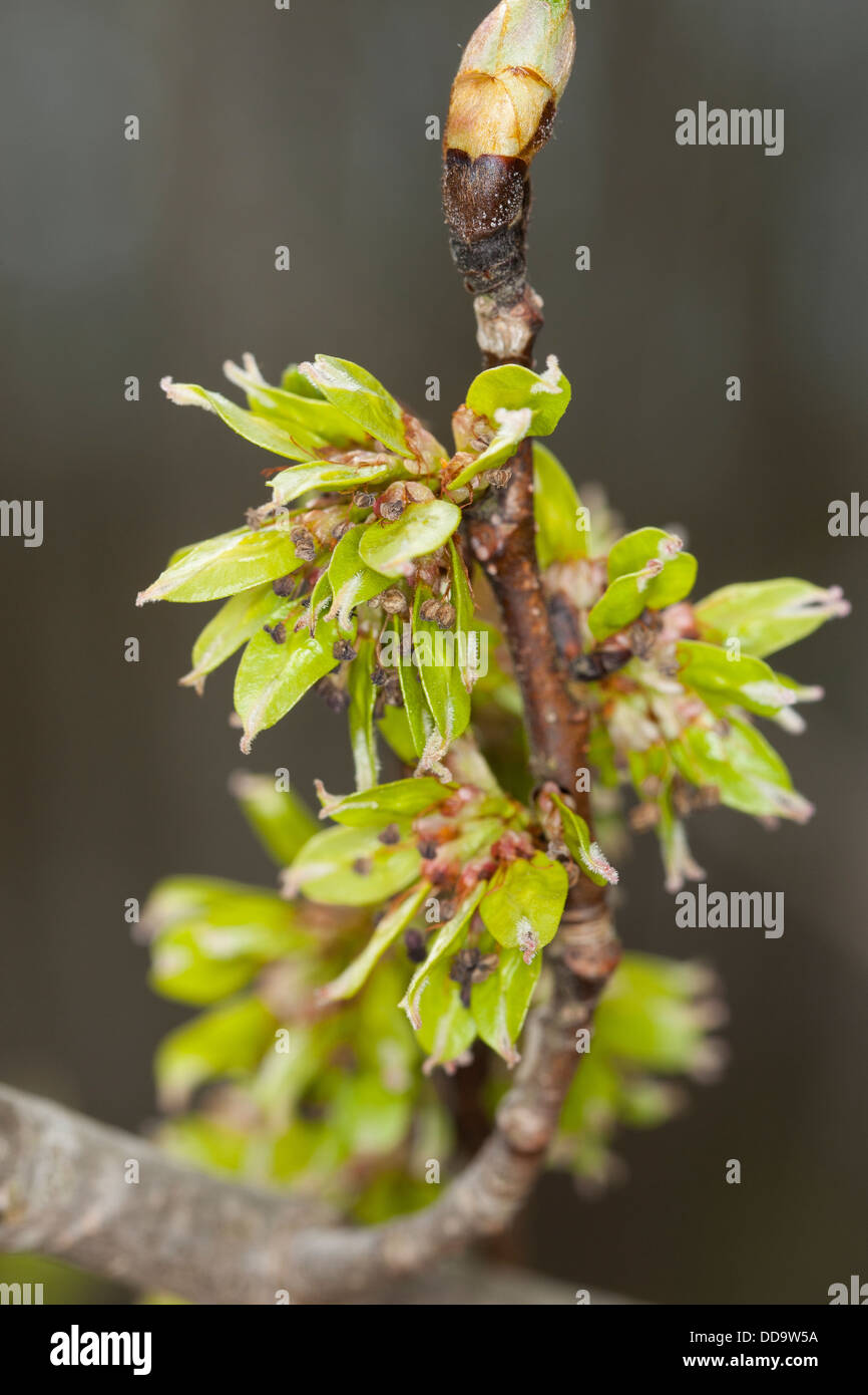 Scotch elm hi-res stock photography and images - Alamy