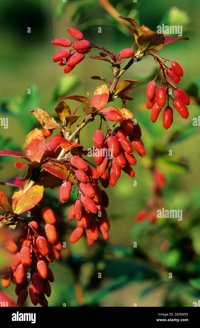 Common Barberry, European barberry, fruit, Gewöhnliche Berberitze ...