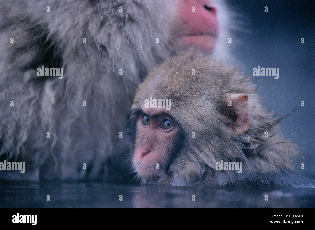 Two japanese macaque macaca fuscata young animals by the water hi-res ...