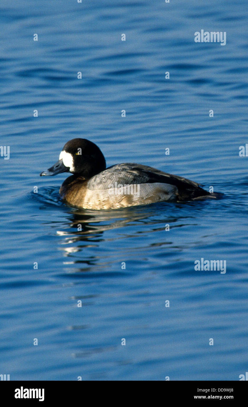 Greater scaup, female, Bergente, Berg-Ente, Weibchen, Aythya marila ...