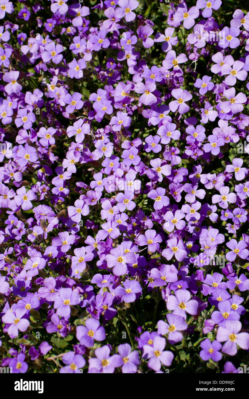 Busy lizzie (impatiens walleriana) hi-res stock photography and images ...
