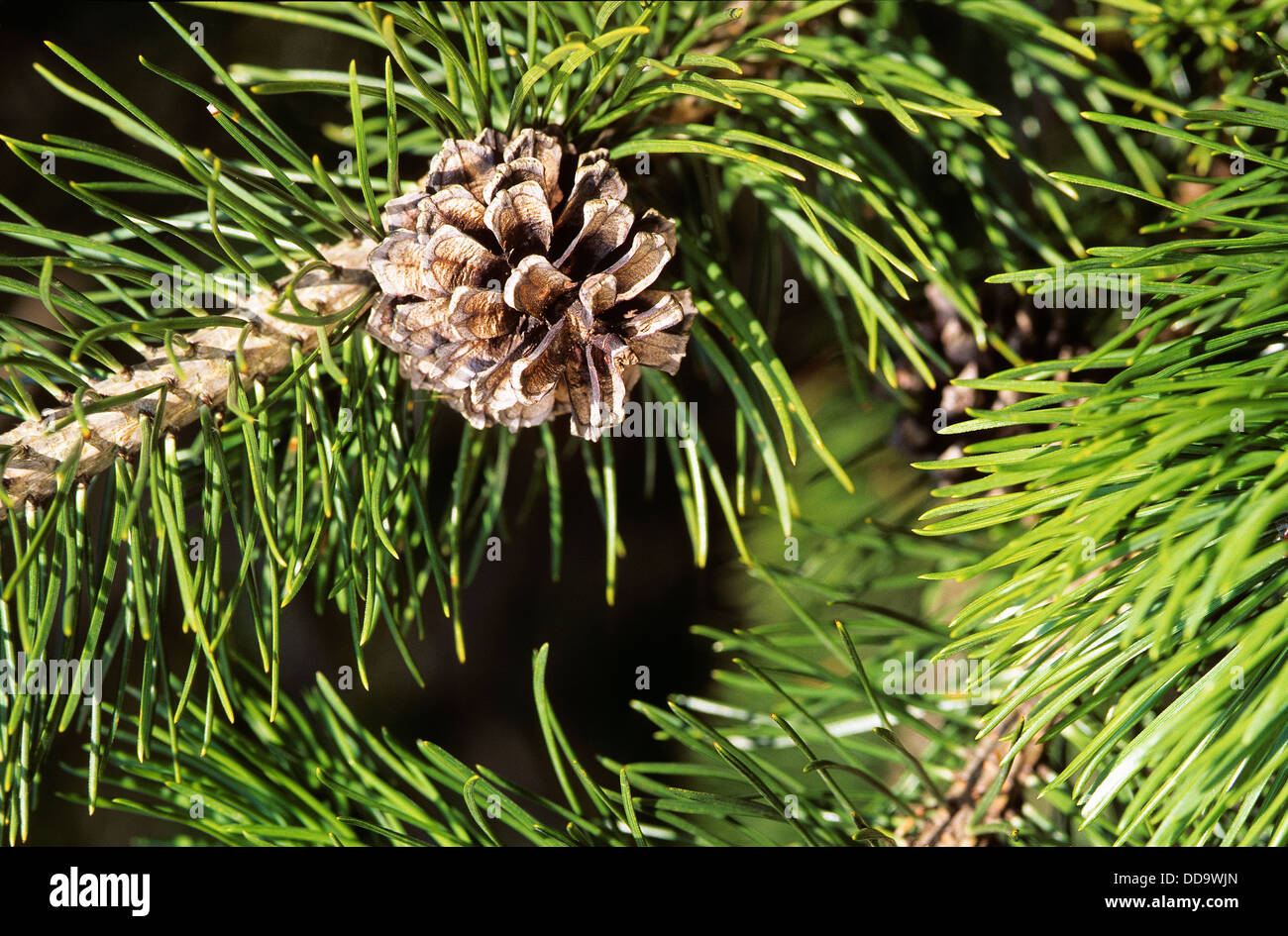 mountain pine, dwarf mountain pine, scrub mountain pine, Bergkiefer ...
