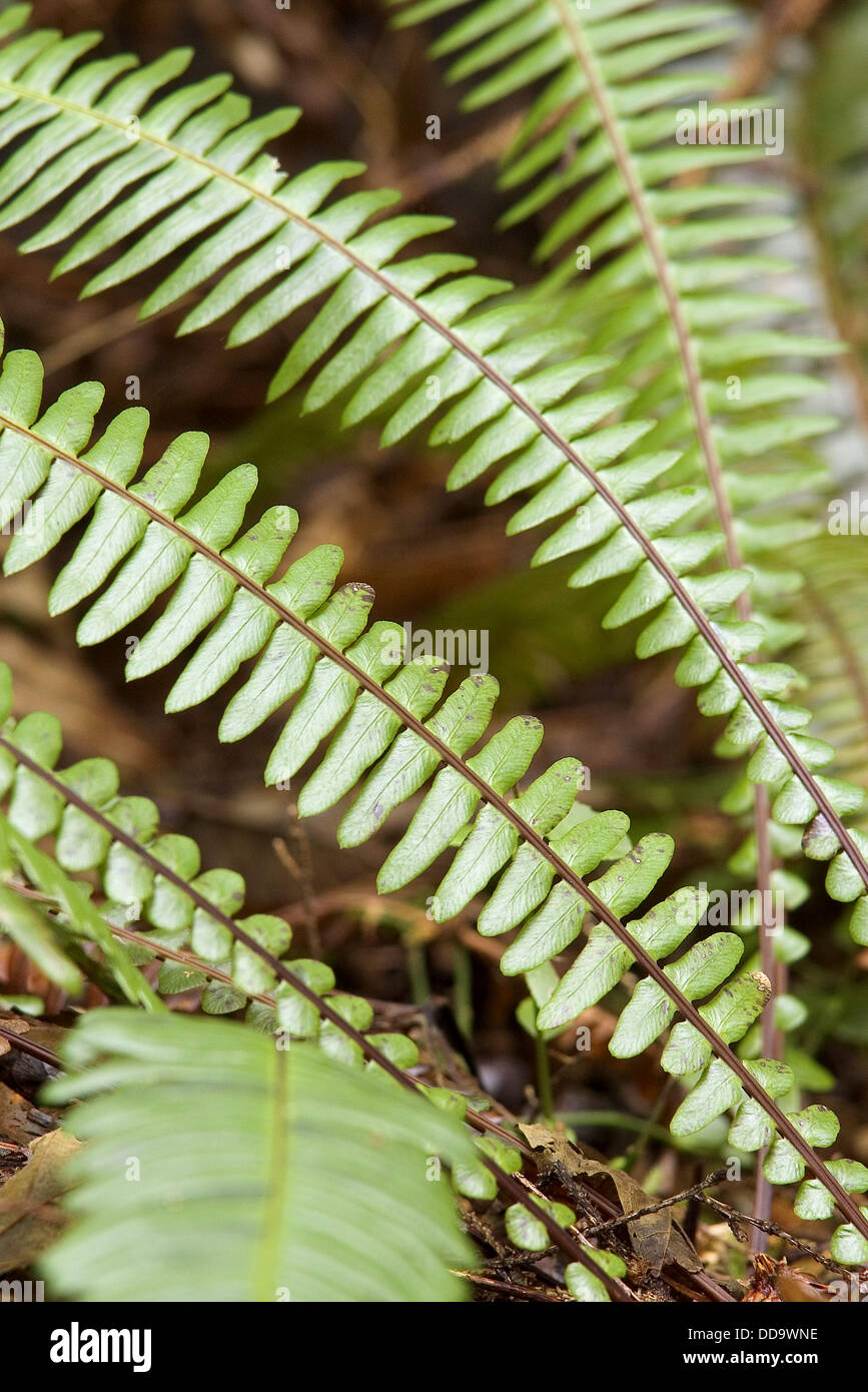 Deer Fern (Blechnum spicant) fronds in Spruce and Hemlock woods in Juan ...