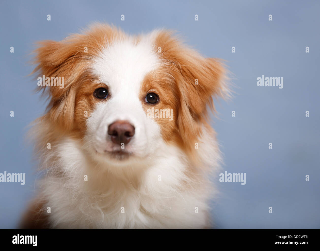 Border Collie dog, close up Stock Photo - Alamy