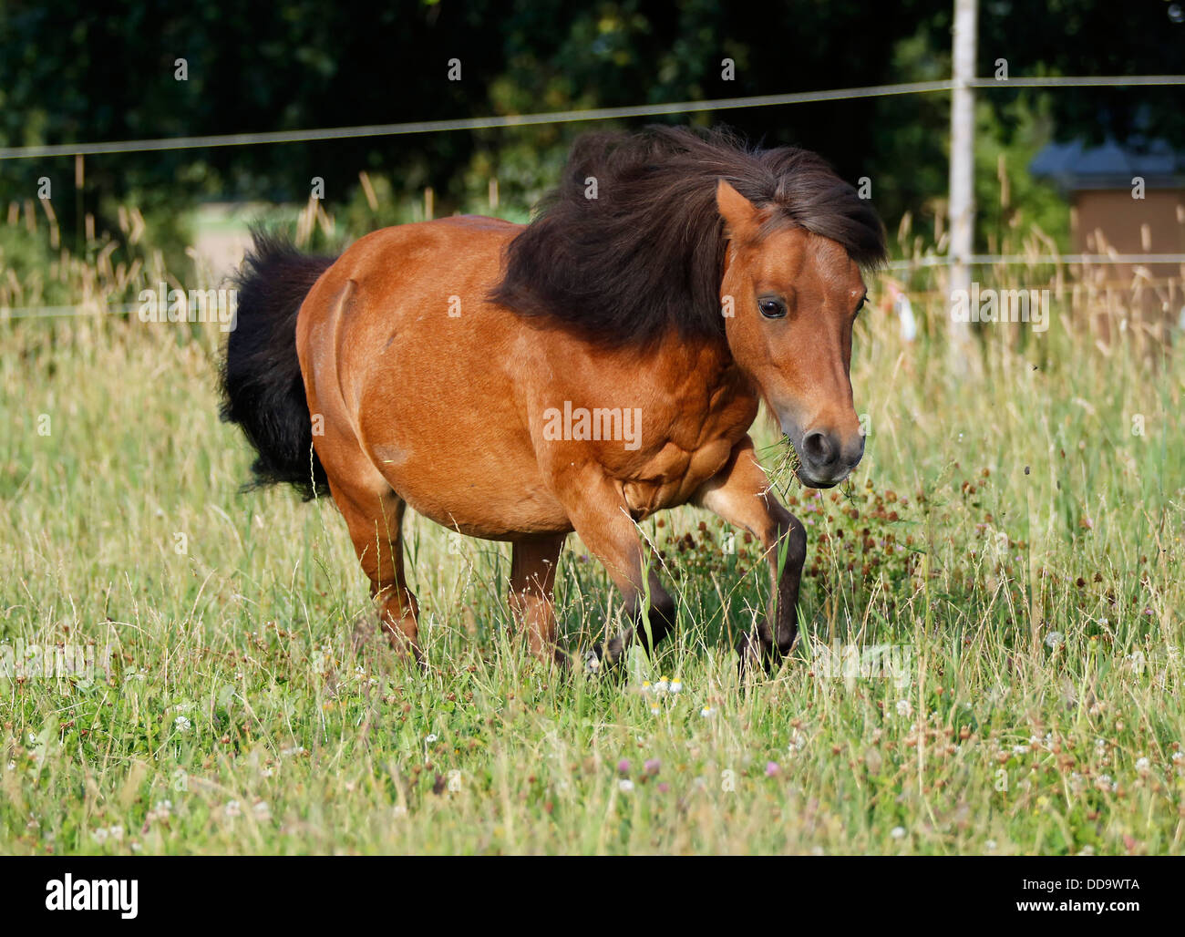 Germany, Baden Wuerttemberg, Shetland pony running on grass Stock Photo ...