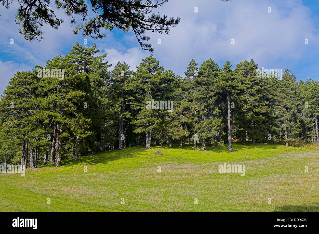 Pine trees location hi-res stock photography and images - Alamy