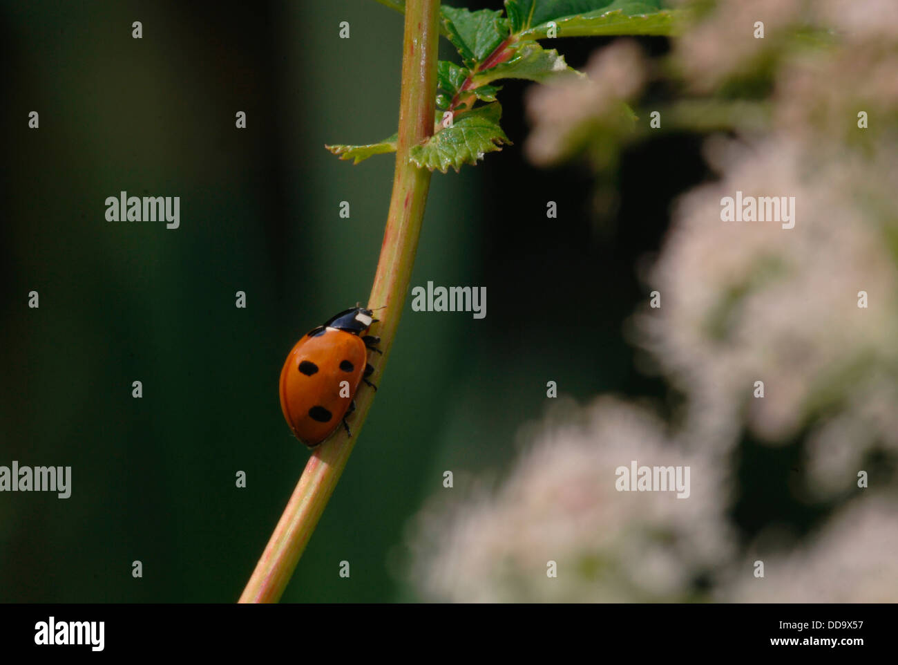 7-Spot Ladybird (Coccinella 7-punctata Stock Photo - Alamy
