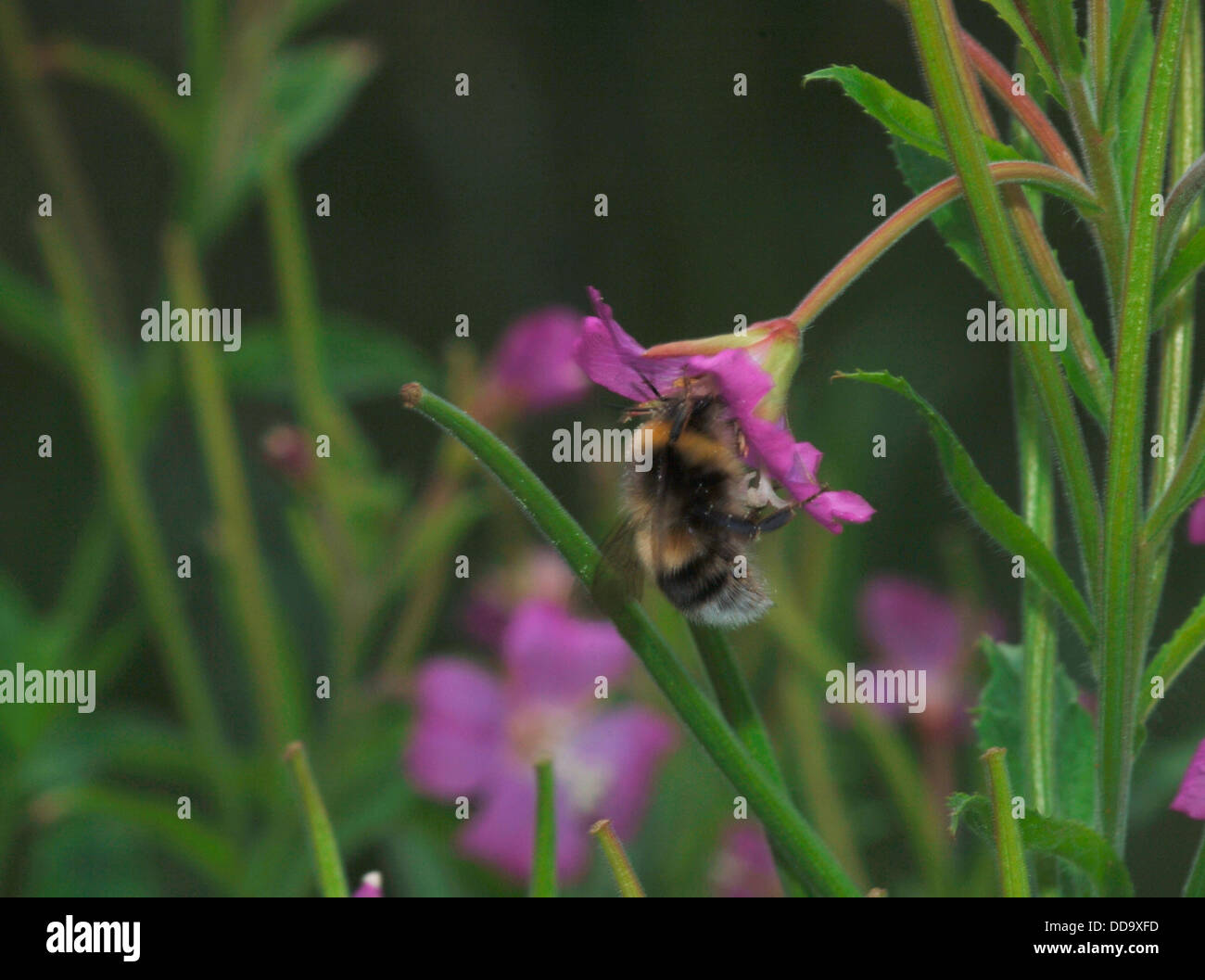 Searching for worker hi-res stock photography and images - Alamy