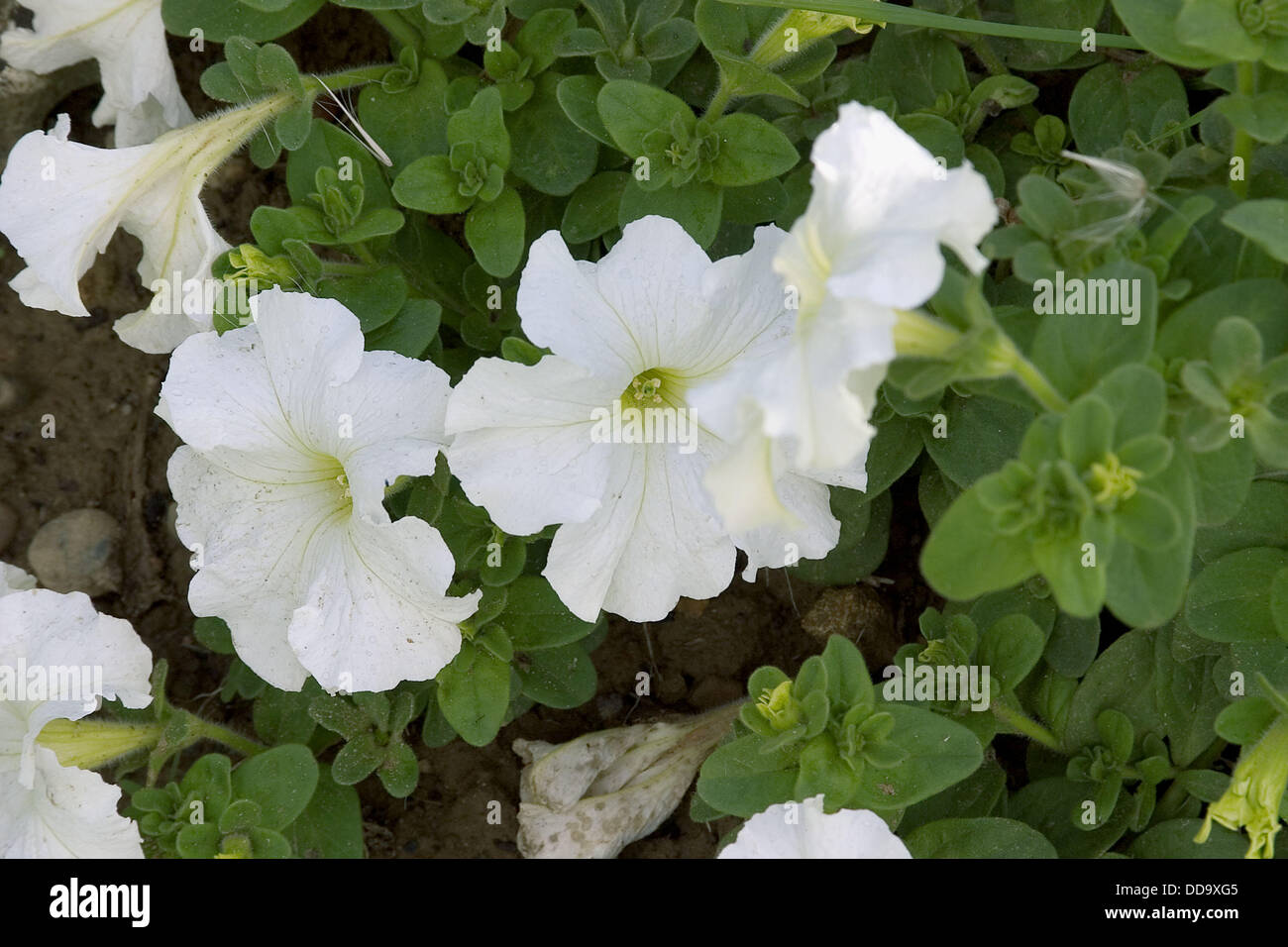 Petunia x hybrid Stock Photo - Alamy