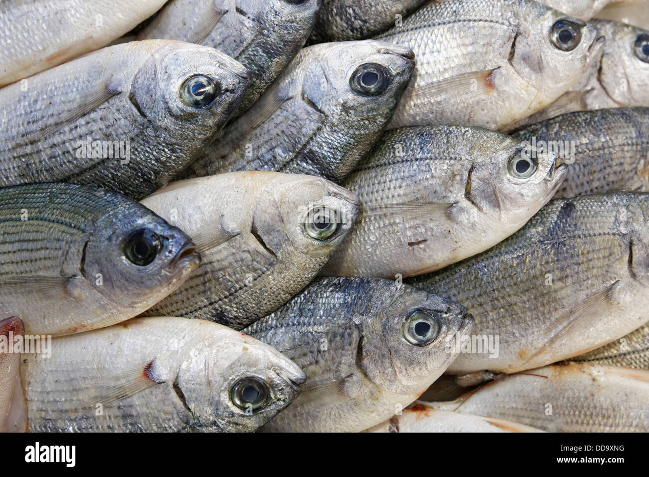 Large fish market hi-res stock photography and images - Alamy