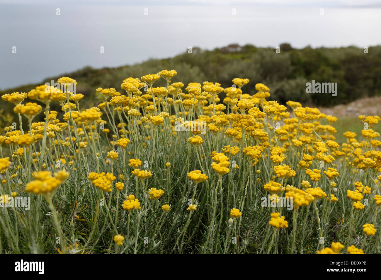 National flower of turkey hi-res stock photography and images - Alamy