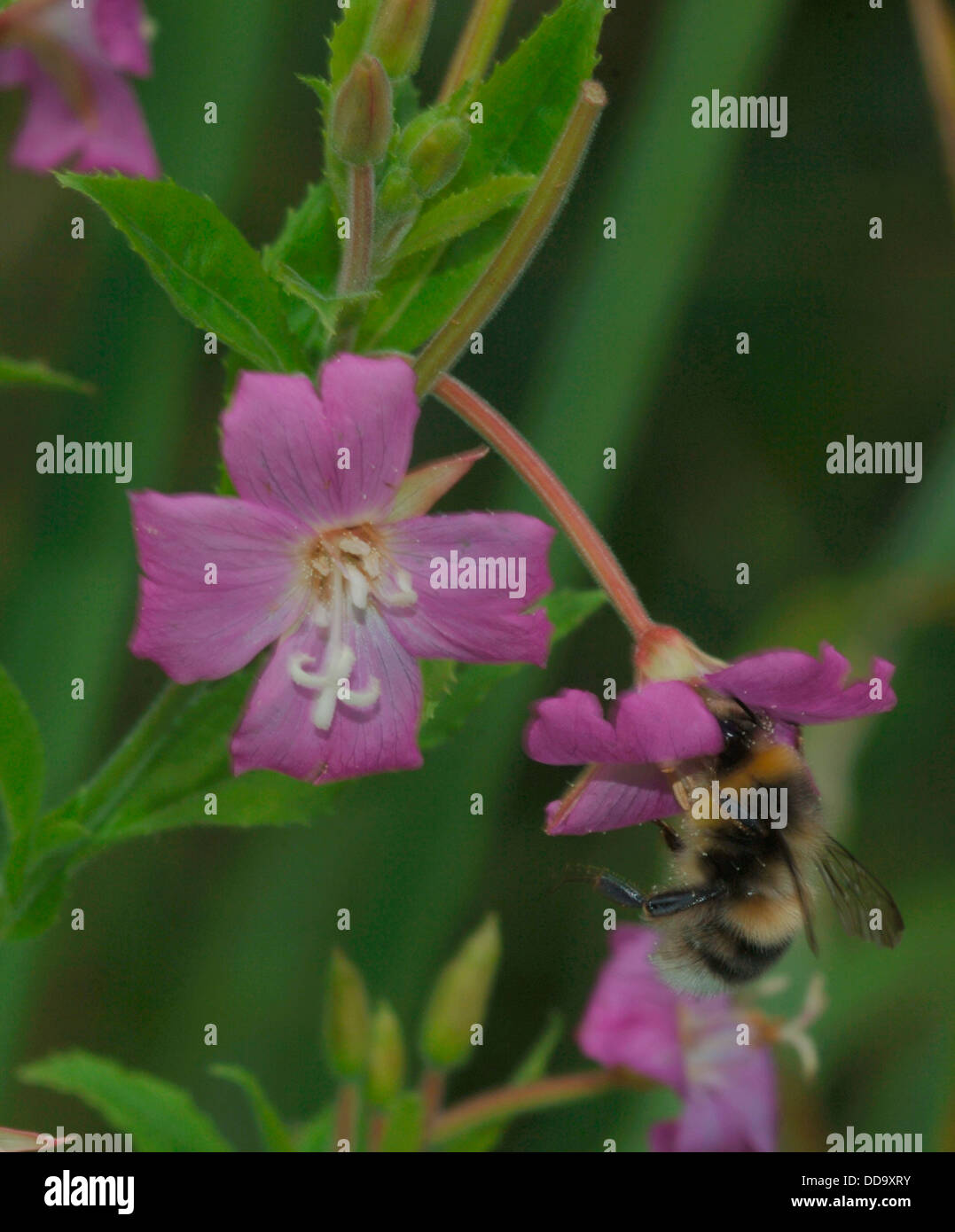 A Variety Of Bee Searching For Nectar In A Wild Flower Stock Photo - Alamy