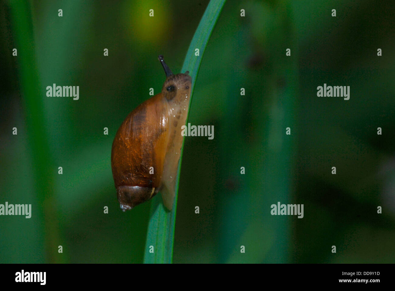 Great Pond Snail.(Lymnaea Stagnalis Stock Photo - Alamy